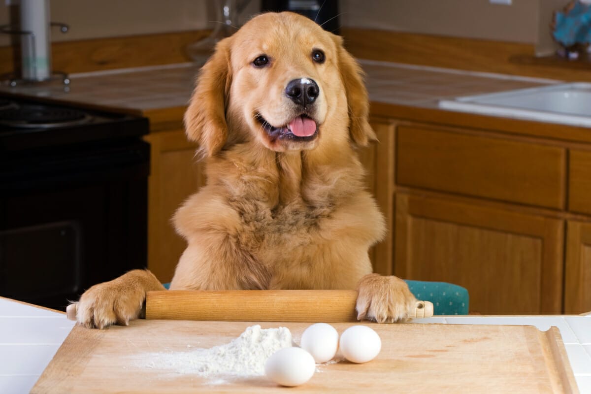Dog Bakeries Your Dog will Fall in Love With - Uncover65 - Explore ...