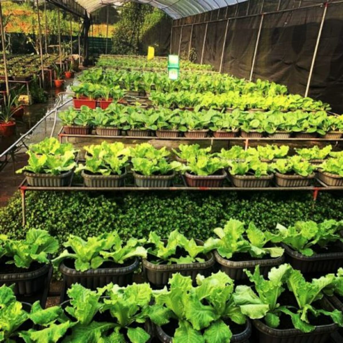 Top 10 Interesting Farms To Visit In Singapore - Uncover65 - Explore ...